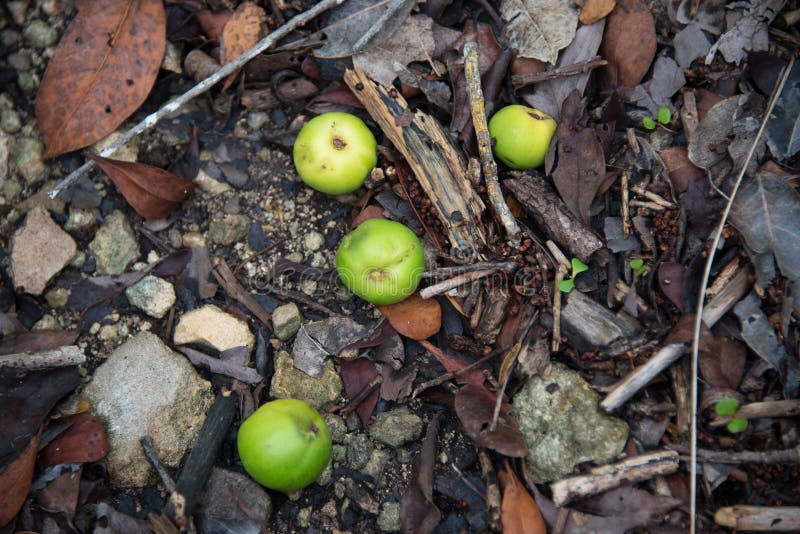 Manchineel stock image. Image of arbol, ocean, plants - 96528231