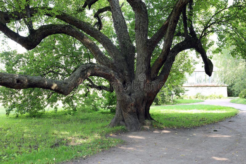 The Manchurian Apple Tree Grows from One Root into Several Trunks Stock ...