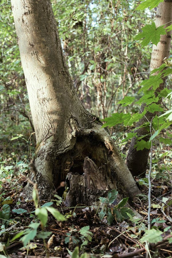 Manchurian Hazelnut Tree Leaves. Tree Trunk. Dense Thickets Stock Image ...