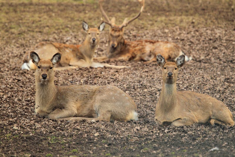 Manchurian sika deer stock photo. Image of nature, dybowskii - 25261460