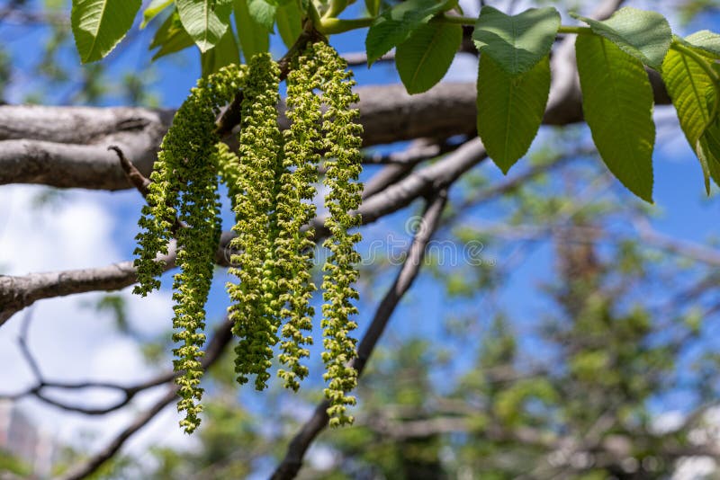 The Manchurian Walnut Tree Blooms in Spring Stock Image - Image of ...
