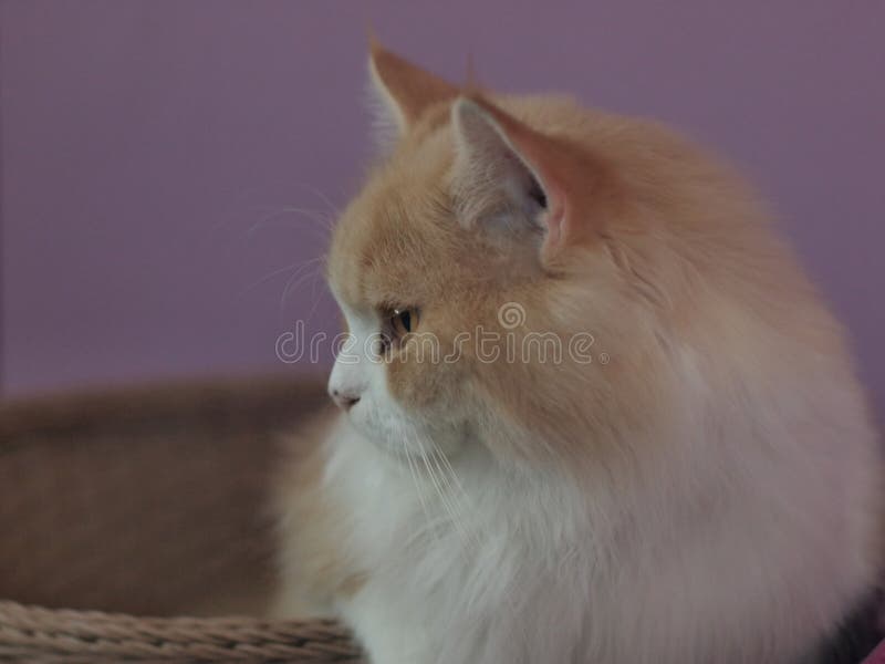 Mancoon Cat Stock Photos - Free & Royalty-Free Stock Photos from Dreamstime