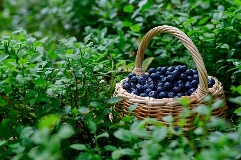 Mand Met Bosbessen Op Struik Van Bosbes in Wild Bos Stock Foto - Image ...