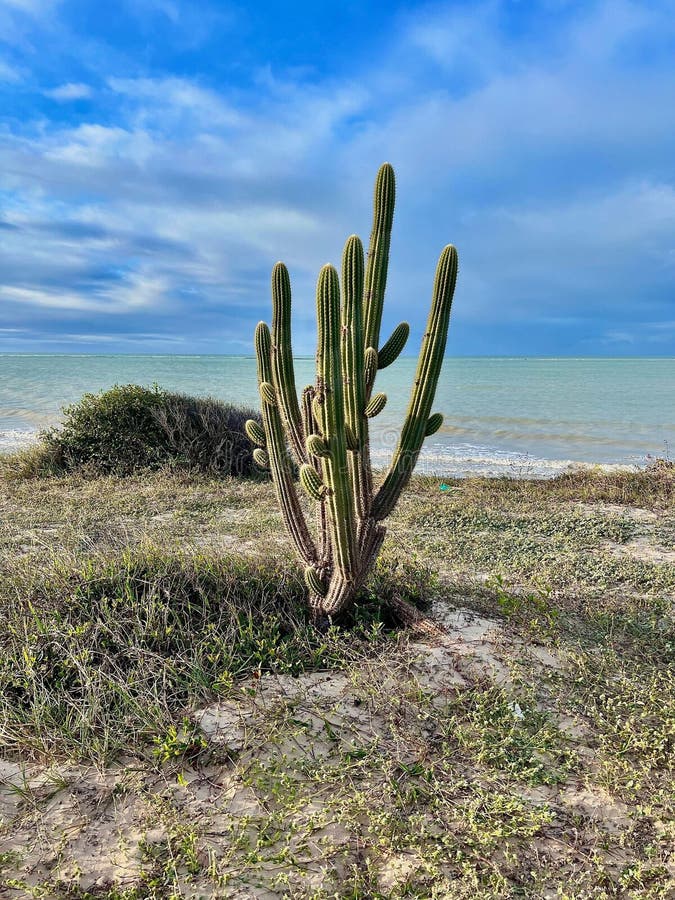 Mandacaru Cactus on the Beach Stock Image - Image of cacto, thorns ...