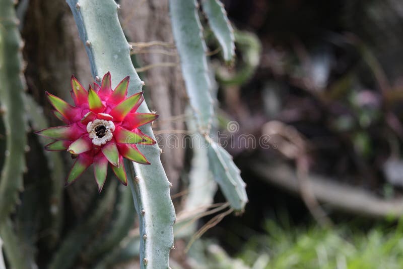 Mandacaru cactus flower stock photo. Image of petal - 283151692