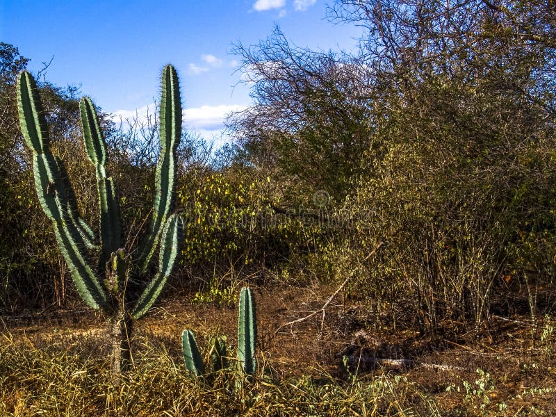 Mandacaru cactus stock photo. Image of biome, cereus - 99726148