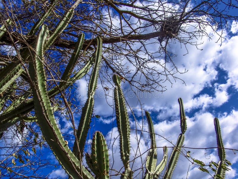Mandacaru cactus stock photo. Image of biome, cereus - 99726148