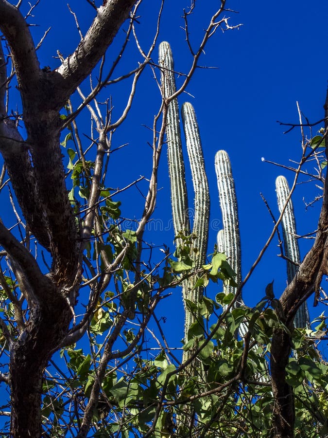 Mandacaru cactus stock photo. Image of biome, cereus - 99726148