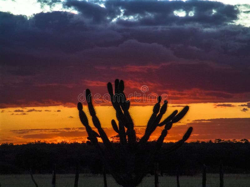 Mandacaru cactus stock image. Image of nature, cactus - 99726697