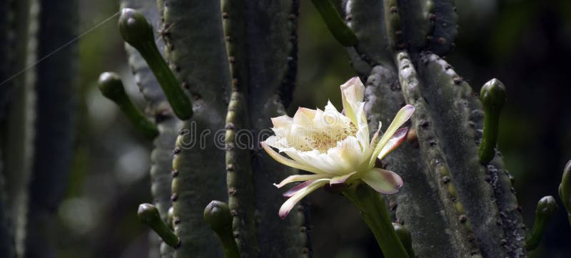 Mandacaru do cacto na flor imagem de stock. Imagem de espinho - 78898863