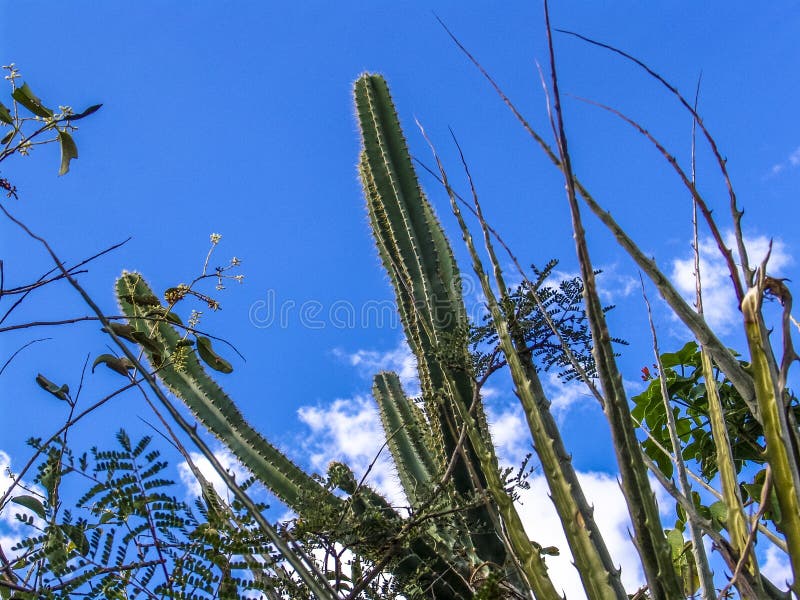 122 Mandacaru Plant Stock Photos - Free & Royalty-Free Stock Photos ...