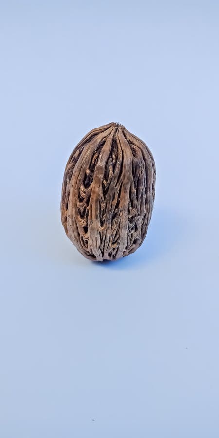 Mandak Fruit is Called by the Dayak People of Kalimantan As the Fruit ...