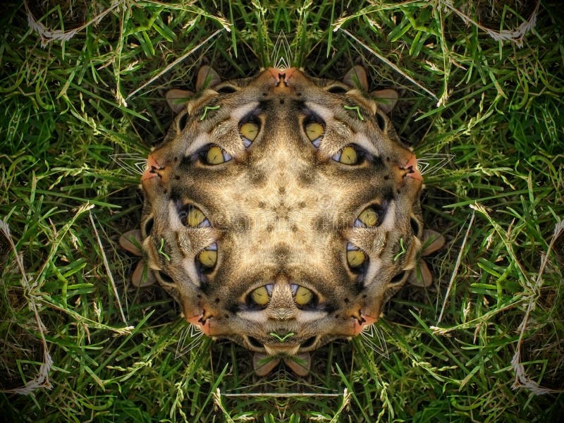 Mandala Astratta Dell'erba E Della Pelliccia Fotografia Stock ...