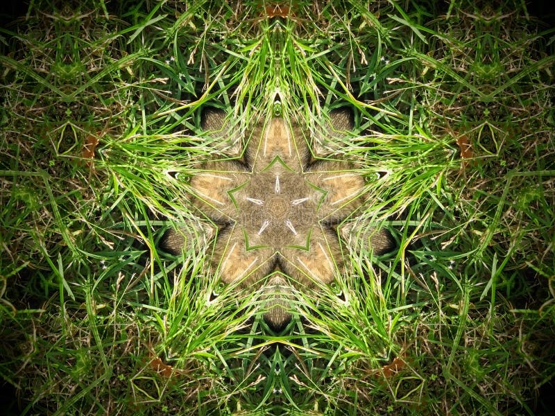 Mandala Astratta Dell'erba E Della Pelliccia Fotografia Stock ...