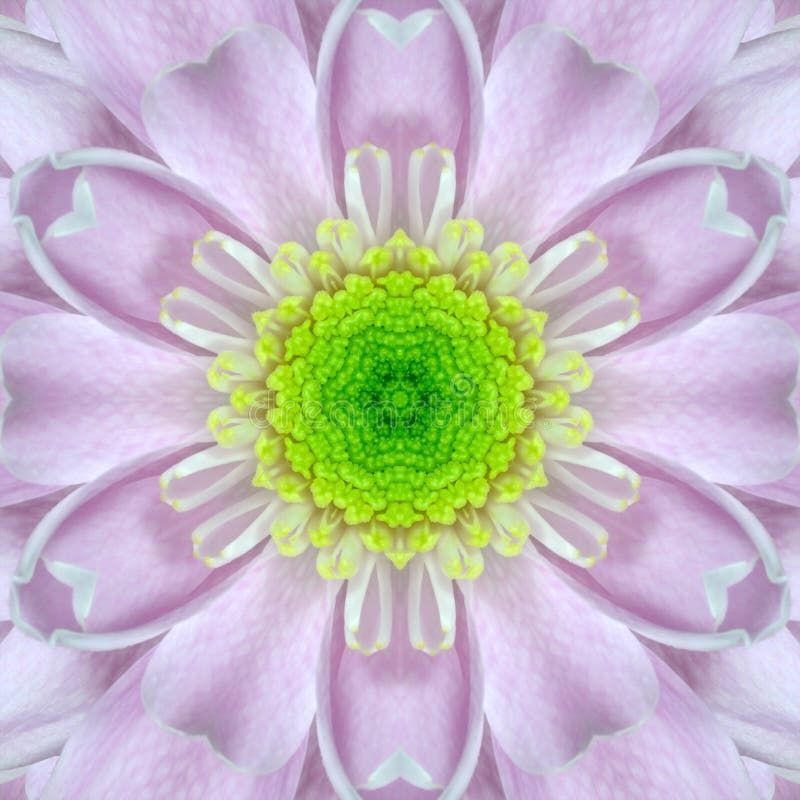 Mandala Concentric Flower Center Kaleidoscope Cor-de-rosa Imagem de ...
