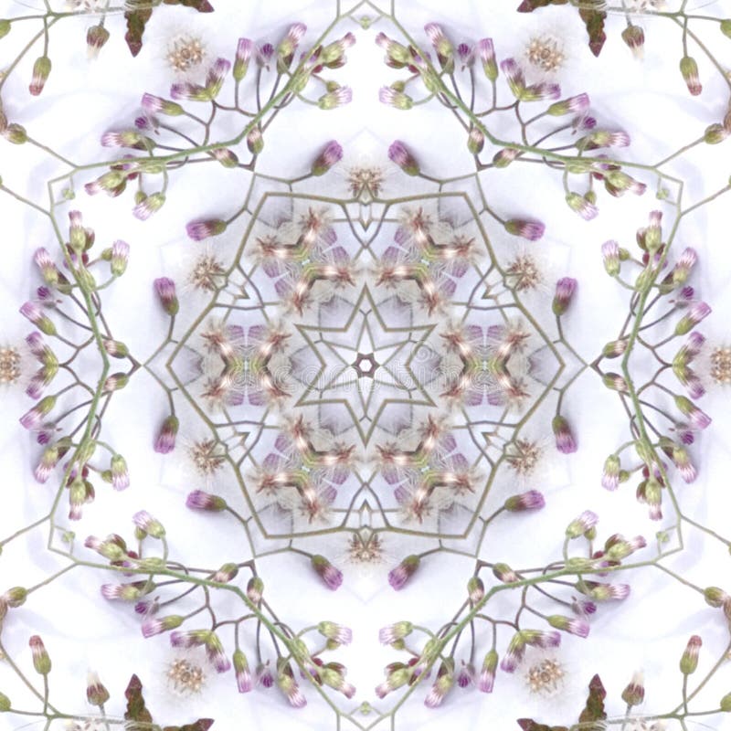Mandala of Real Flowers. Wild Natural Flowers Background. Real Spring ...
