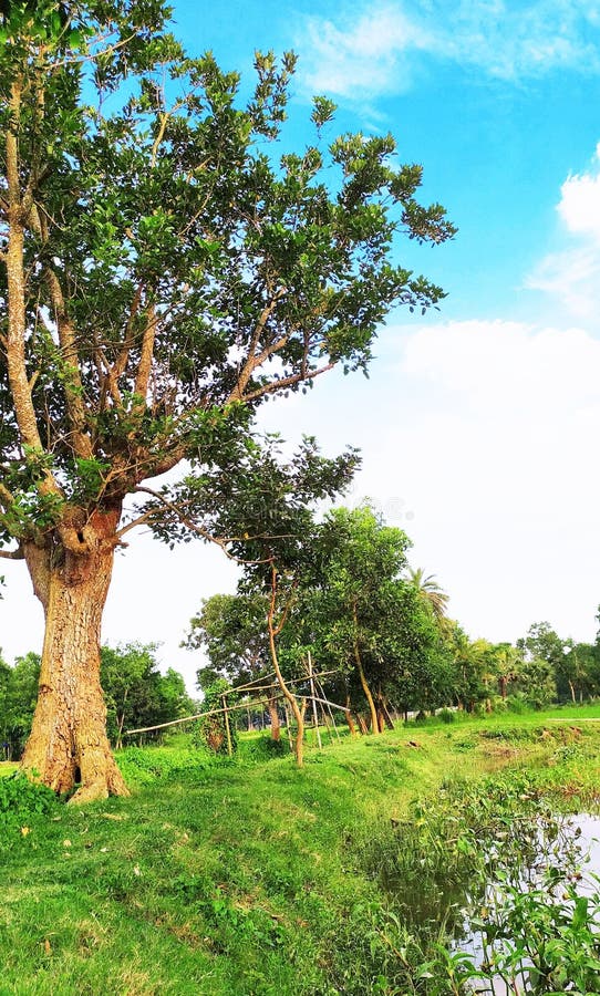 Mandar Tree Photos - Free & Royalty-Free Stock Photos from Dreamstime