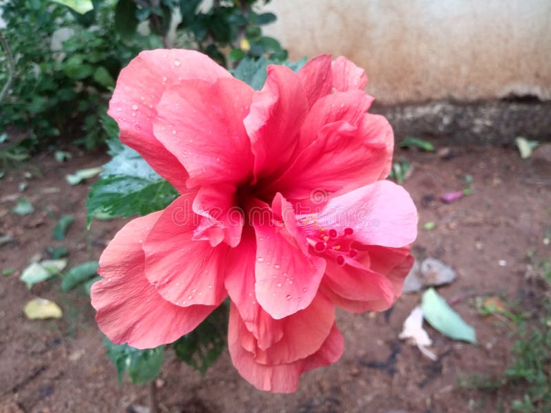 Mandara Flower Stock Photos - Free & Royalty-Free Stock Photos from ...