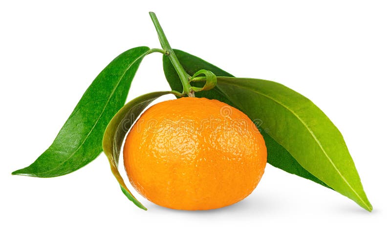 Mandarijn stock afbeelding. Image of mandarijn, vers - 18071451