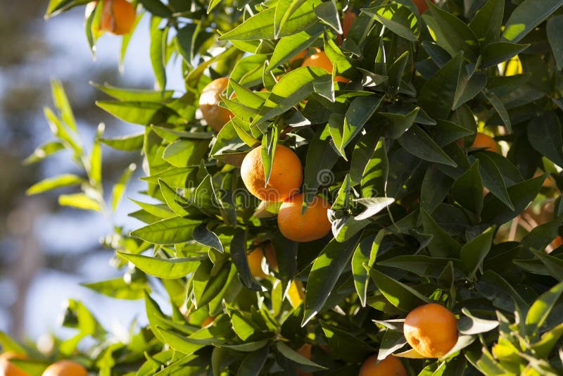 De Boom van de mandarijn stock foto. Image of sinaasappel - 12719776