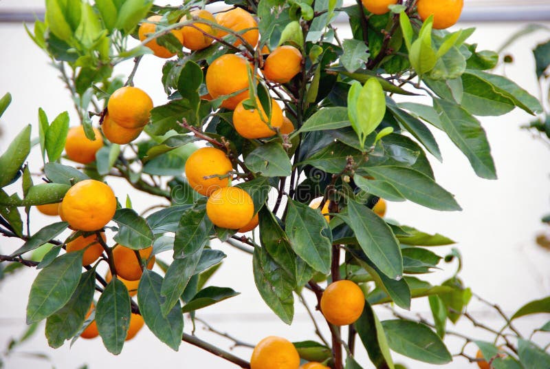 De boom van de mandarijn stock foto. Image of vruchten - 27202654