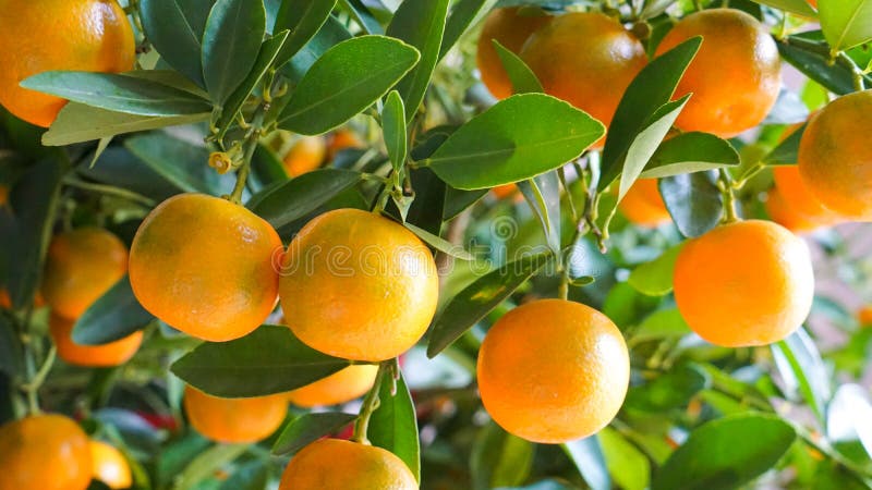 Mandarijnen op boom stock afbeelding. Image of vietnamees - 50805771