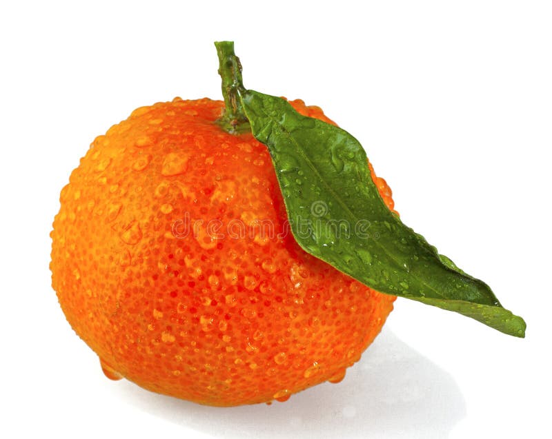 Mandarin stock photo. Image of nature, group, mandarin - 16658550