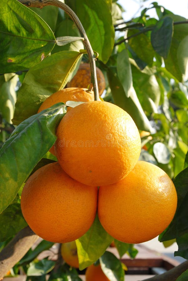 Mandarin stock photo. Image of diet, eating, cookery - 17449054