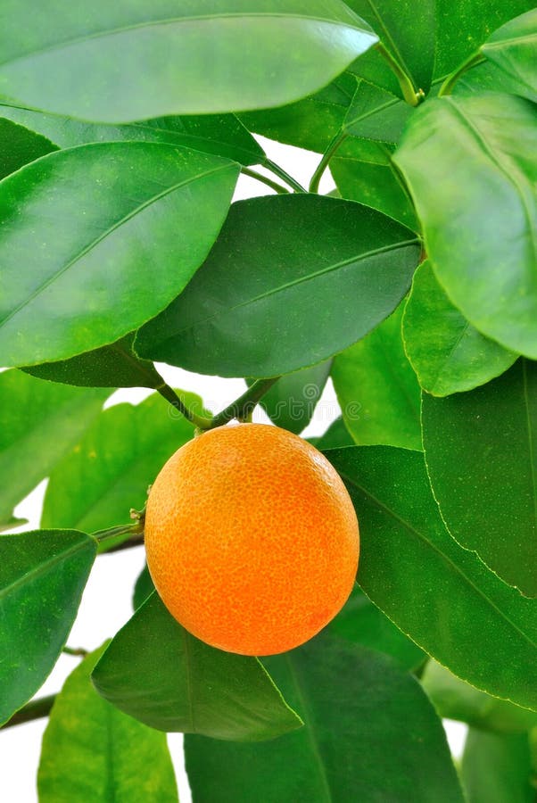 Mandarin stock photo. Image of garden, crop, isolated - 21668038