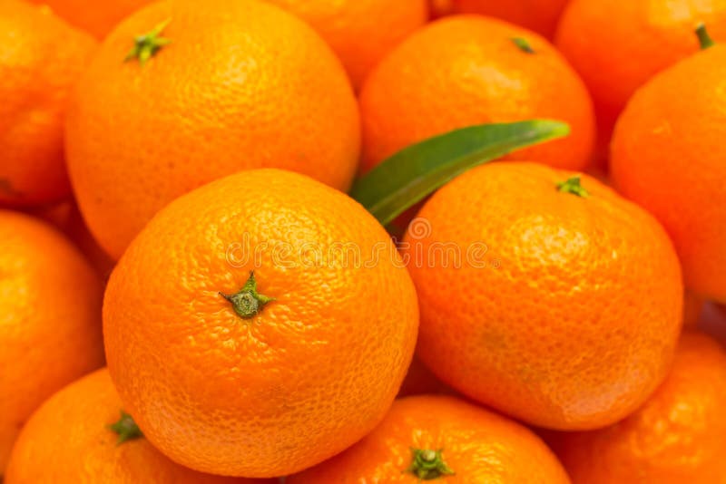 Mandarin stock photo. Image of eating, fruit, group, large - 22497956