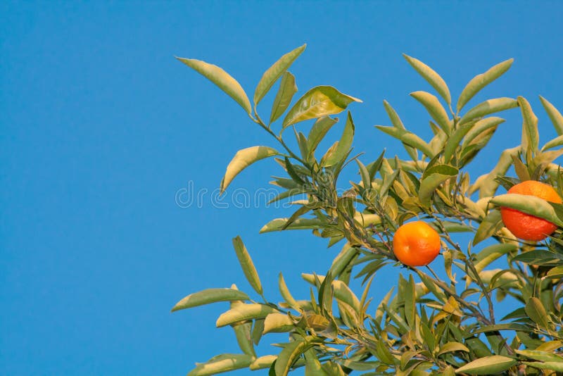 Mandarijnenboom in Een Groen Huis Stock Afbeelding - Image of voedsel ...