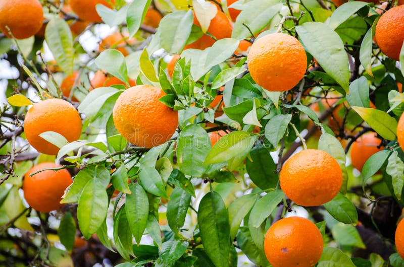 Oranje Mandarin Op De Boom Rijpe Mandarijn Mandari Van Montenegro Stock ...