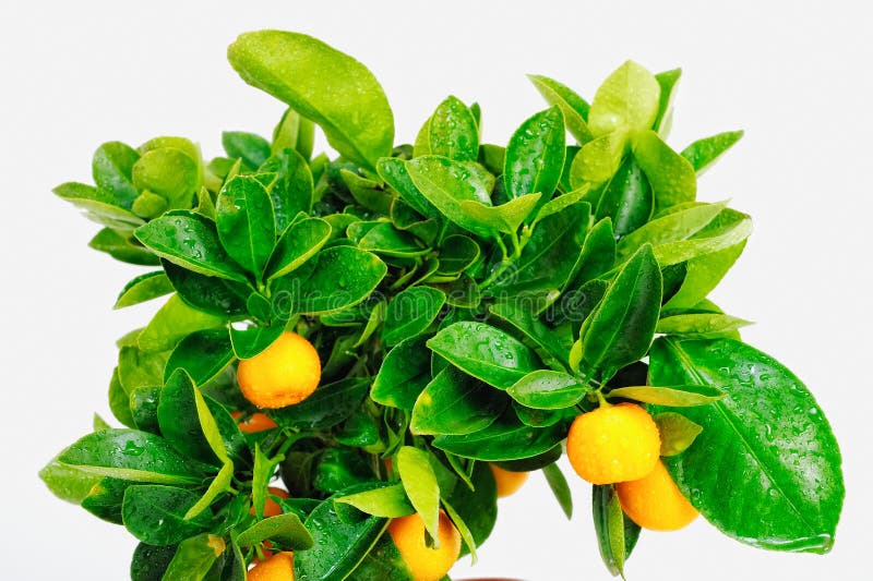 Mandarin Branch stock photo. Image of fruit, nature, flora - 12388110