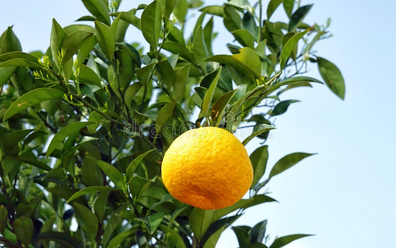 Mandarin branch stock image. Image of blossom, brench - 3570321