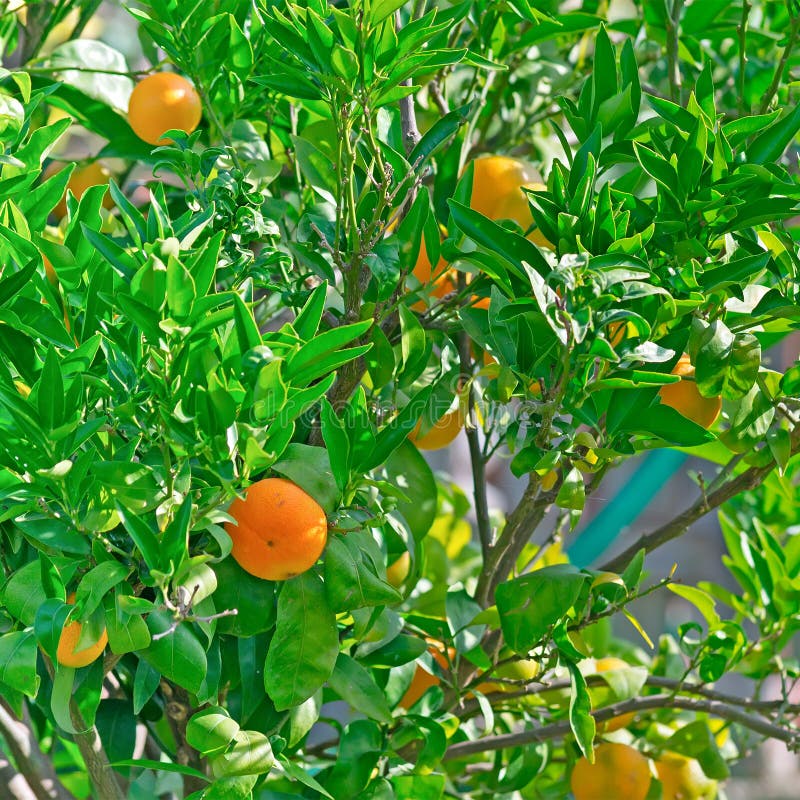 Mandarin branch stock image. Image of branch, focus, design - 34903601