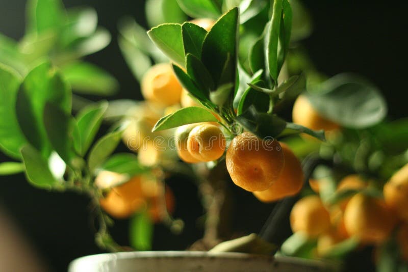 Mandarin tree on dark stock image. Image of snack, flower - 77898873