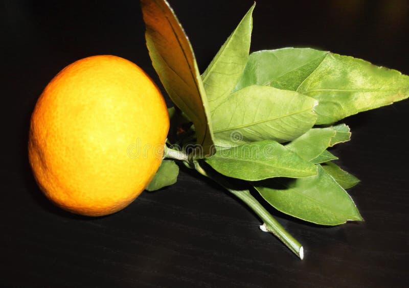 Mandarin on a Branch with Leaves Stock Image - Image of isolated ...