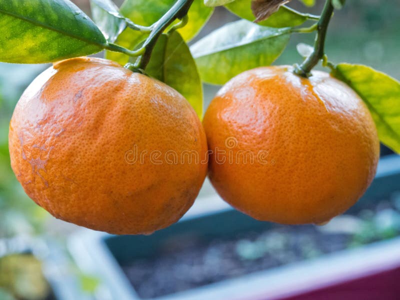 Mandarin branch stock photo. Image of tangerines, juicy - 45428480