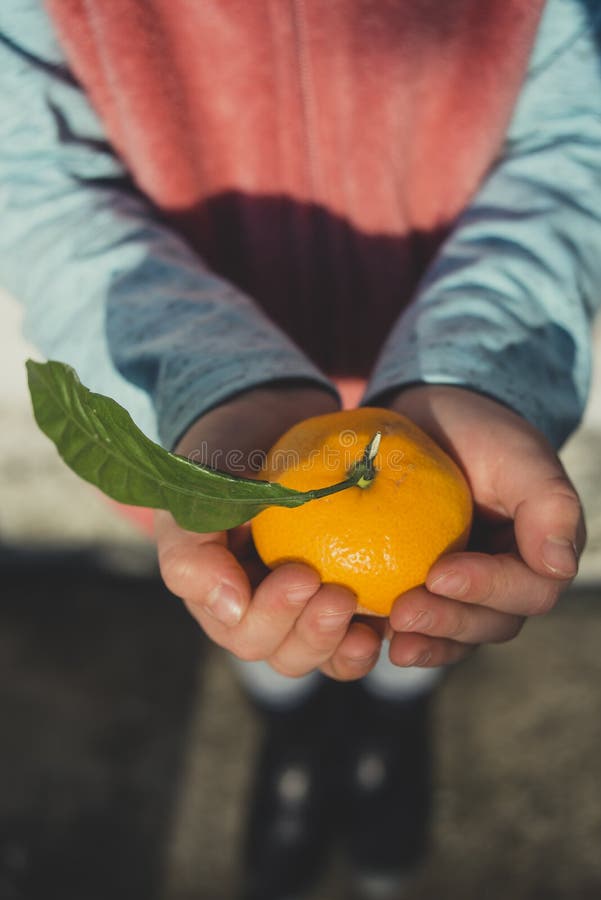Mandarin in a Child`s Hands Stock Photo - Image of human, caucasian ...