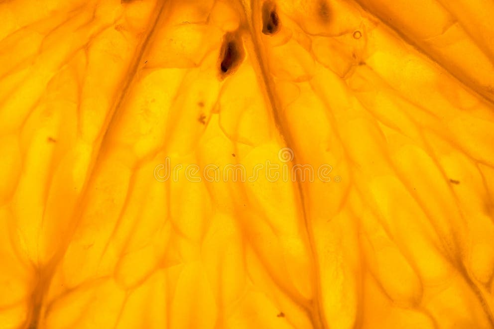 Mandarin, Cross Section, Structure, Pattern, Background, Color Stock ...