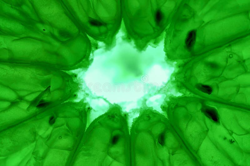 Mandarin, Cross Section, Structure, Pattern, Background, Color Stock ...