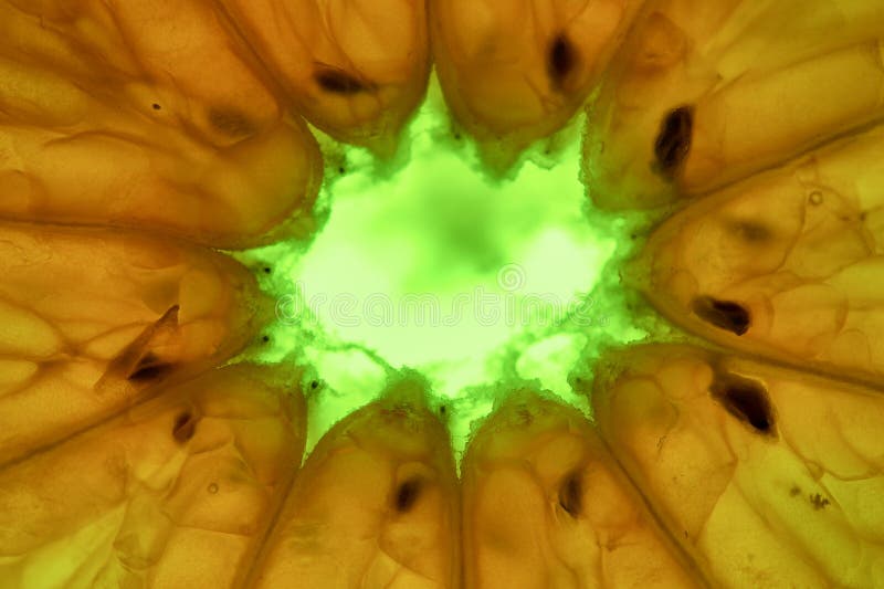 Mandarin, Cross Section, Structure, Pattern, Background, Color Stock ...