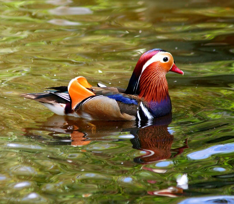 Mandarin duck stock photo. Image of tail, mandarin, head - 2176810