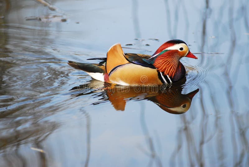 Mandarin duck stock photo. Image of tail, mandarin, head - 2176810