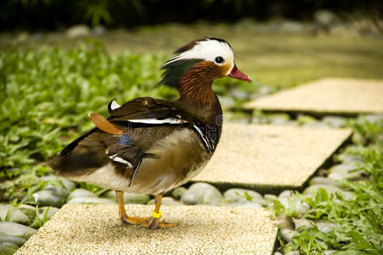 1,896 Mandarin Forest Stock Photos - Free & Royalty-Free Stock Photos ...