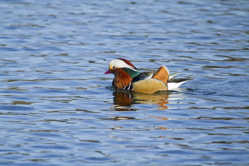 Mandarin duck stock photo. Image of tail, mandarin, head - 2176810