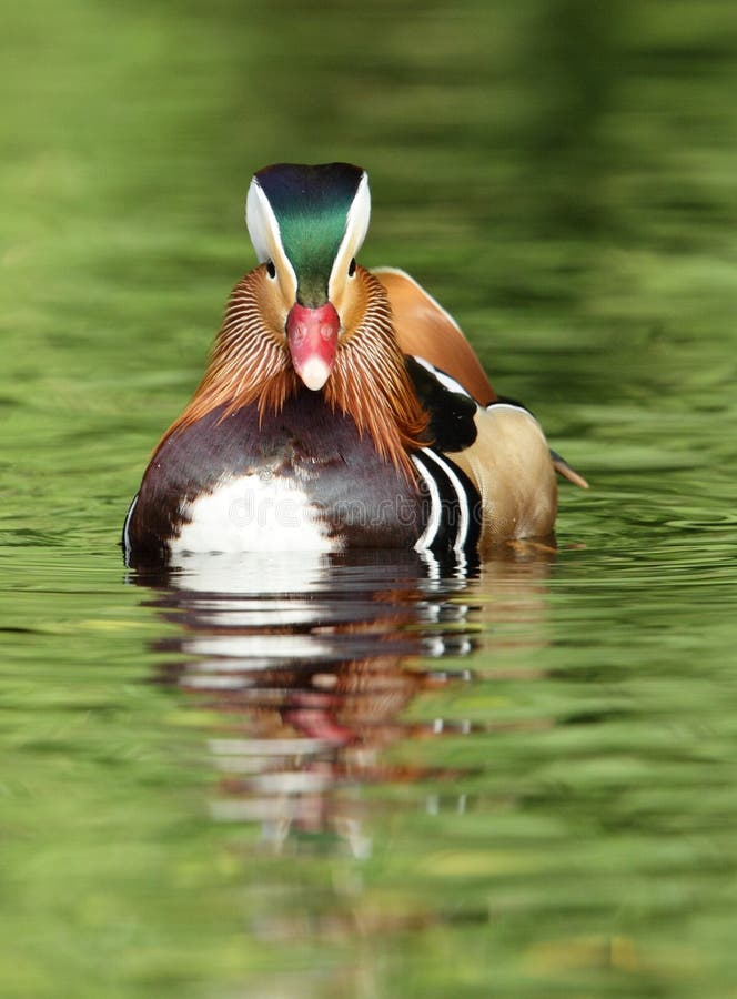Mandarin duck. stock image. Image of tree, frontal, birds - 26999393