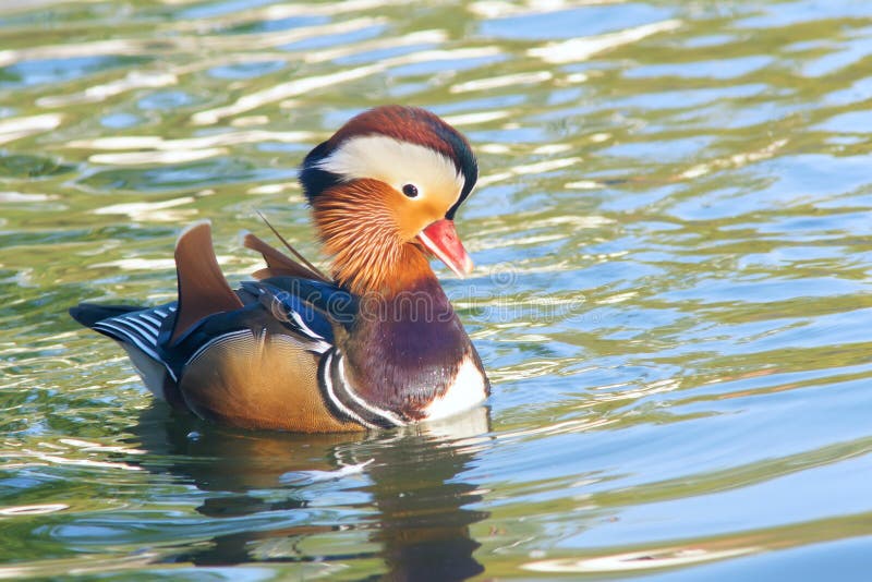 Mandarin duck stock photo. Image of tail, mandarin, head - 2176810