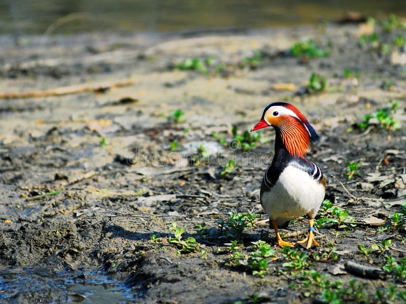 Mandarin duck stock photo. Image of tail, mandarin, head - 2176810