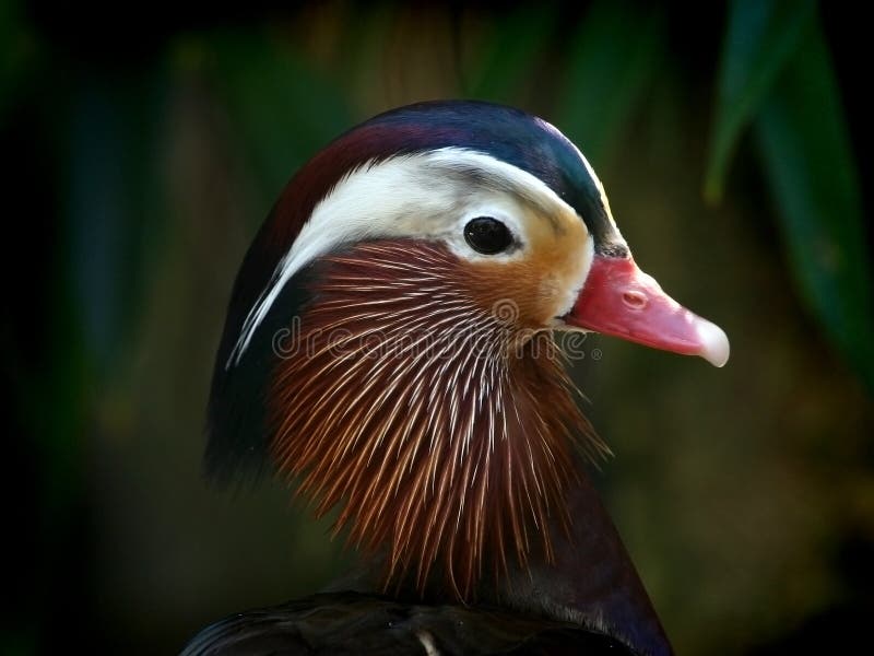 Mandarin Duck stock photo. Image of neck, head, water, exotic - 883658